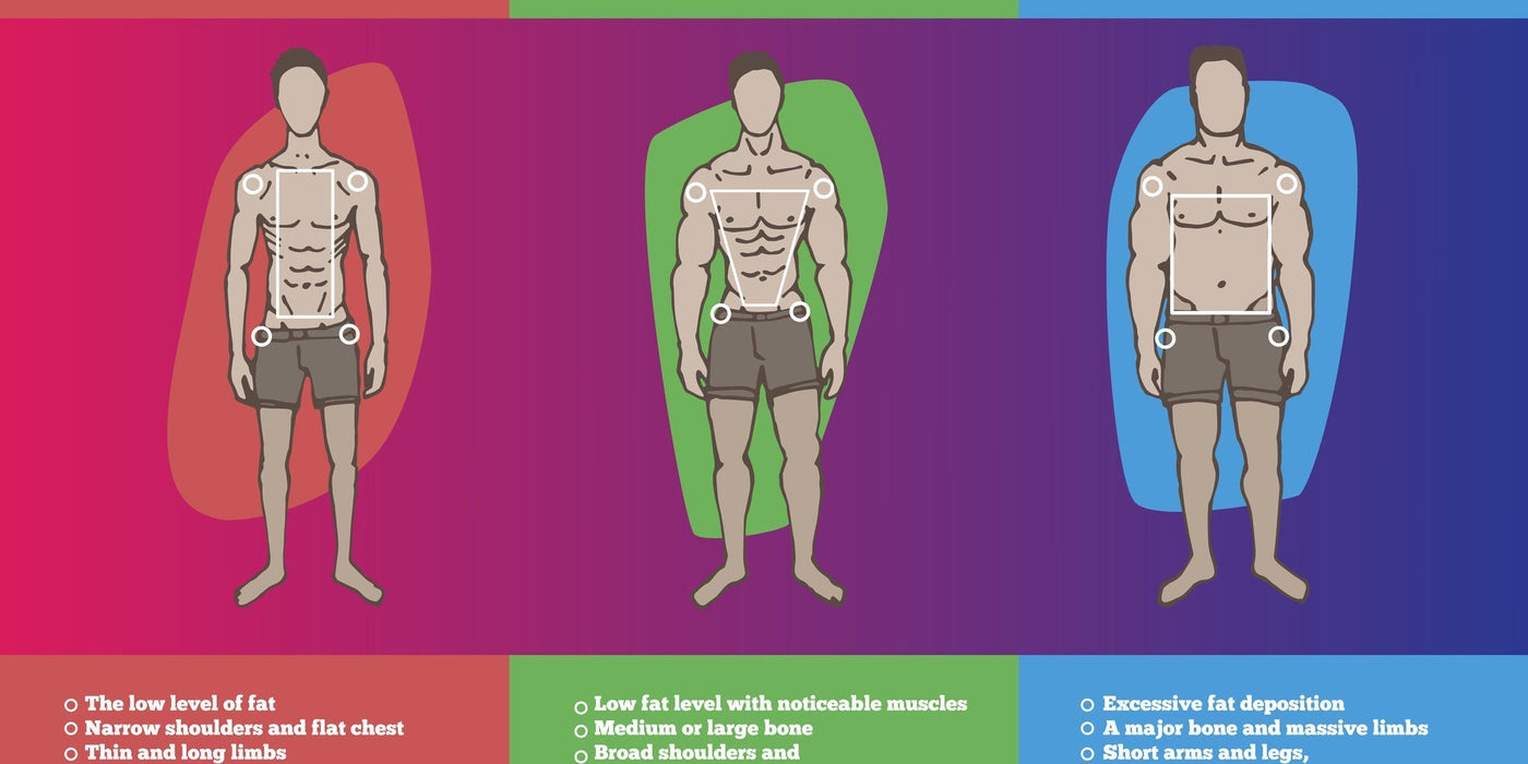 Ectomorph, Mesomorph & Endomorph Body Types Explained – Gaspari ...