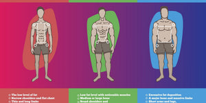 Ectomorph, Mesomorph & Endomorph Body Types Explained – Gaspari ...